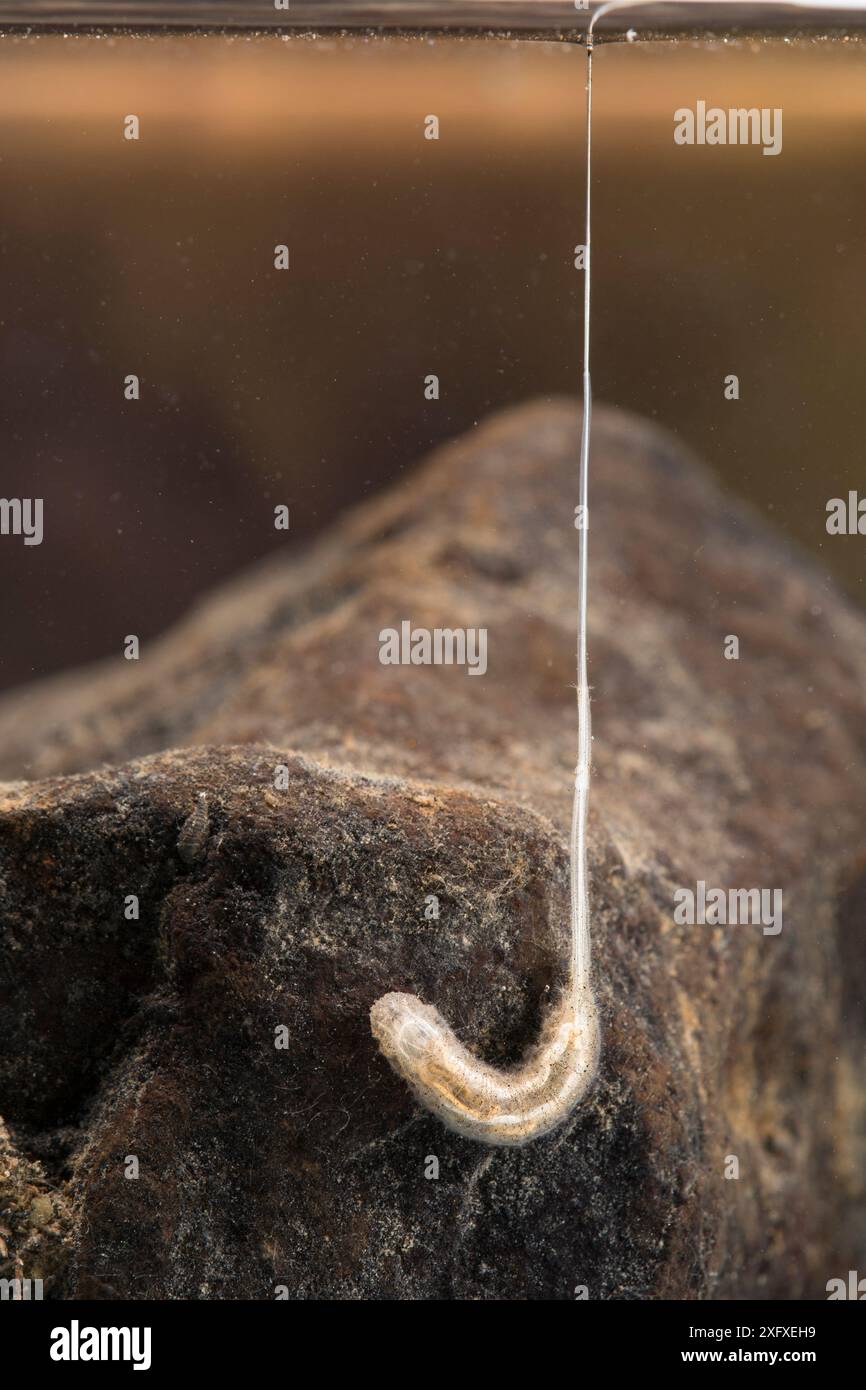 Hoverfly larva (Syrphidae), using its breathing siphon to reach ...