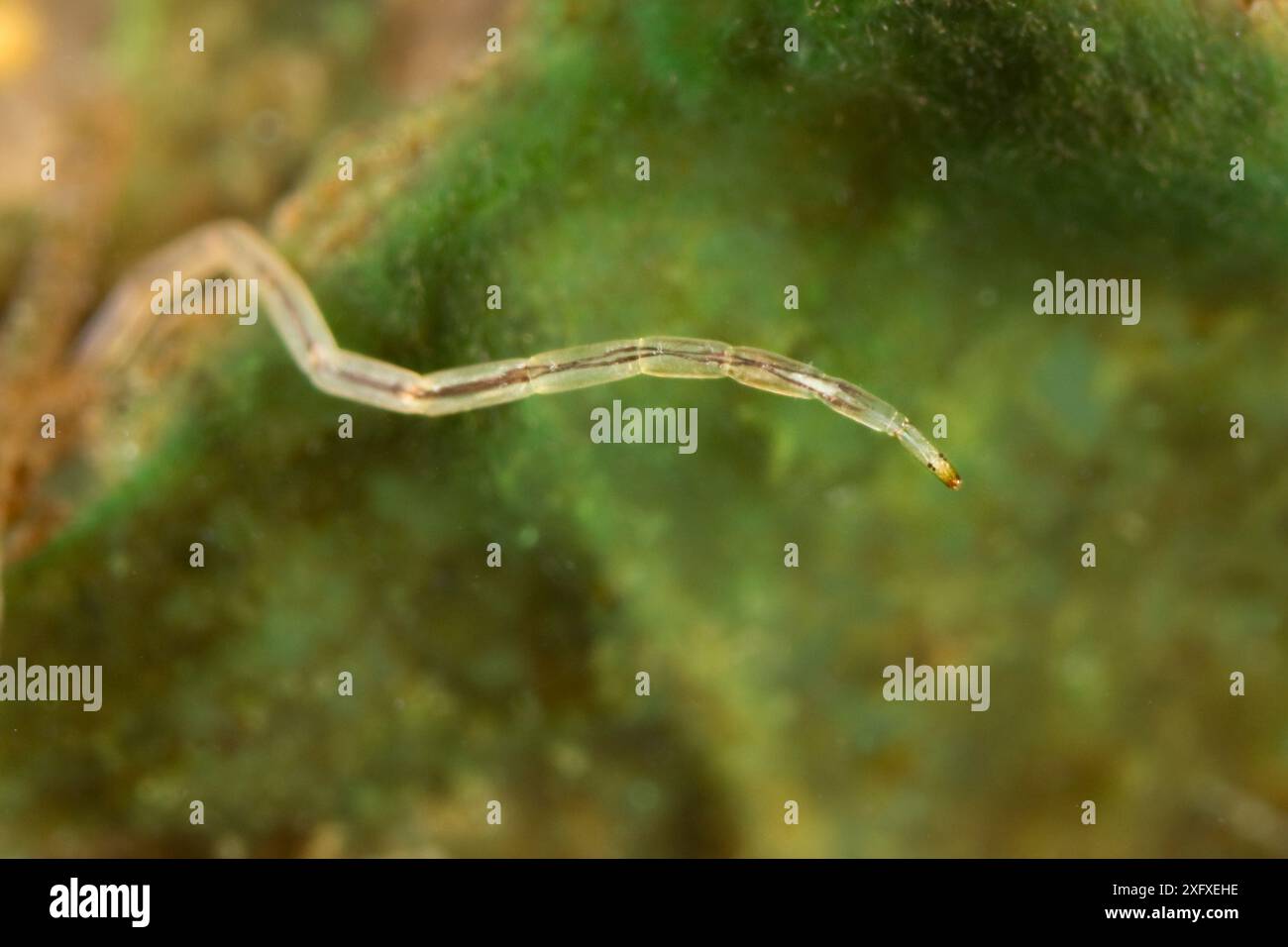 Biting midge larva (Ceratopogonidae), Europe, November, controlled ...