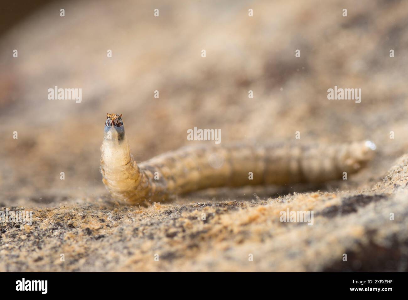 Crane fly larva (Tipula sp.), Europe, November, controlled conditions ...