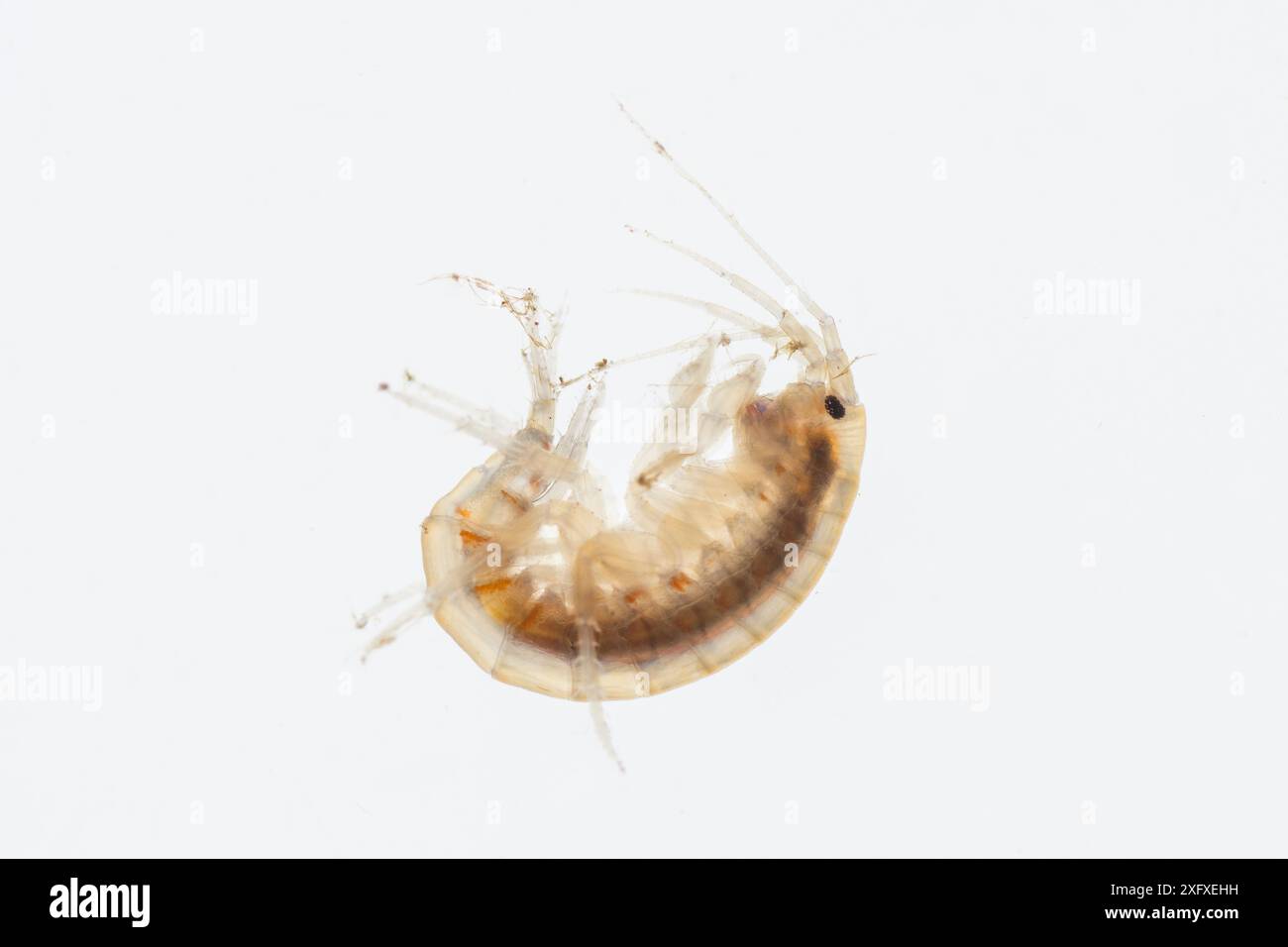 Scud or side-swimmer (Gammaridae), freshwater crustacean, November ...