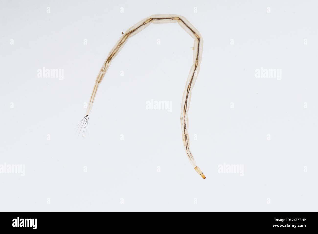 Ceratopogonidae hi-res stock photography and images - Alamy