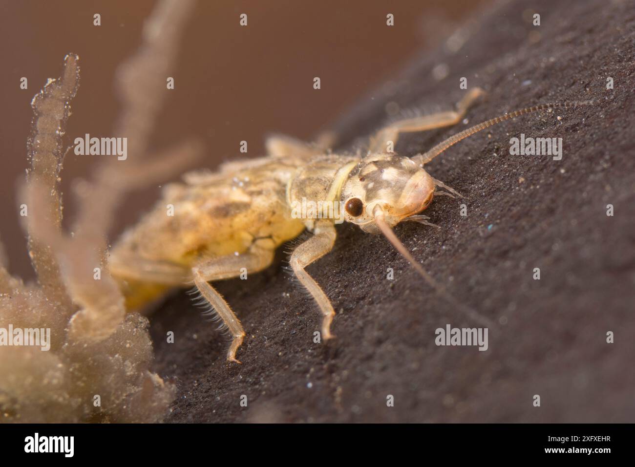 Stonefly nymph (Isoperla sp.), underwater, Europe, June, controlled ...