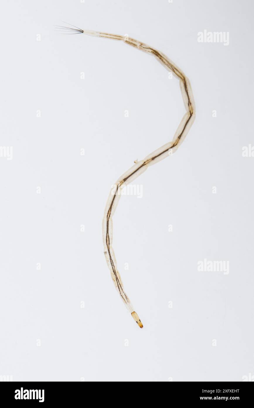 Biting midge larva (Ceratopogonidae), Europe, November, controlled ...