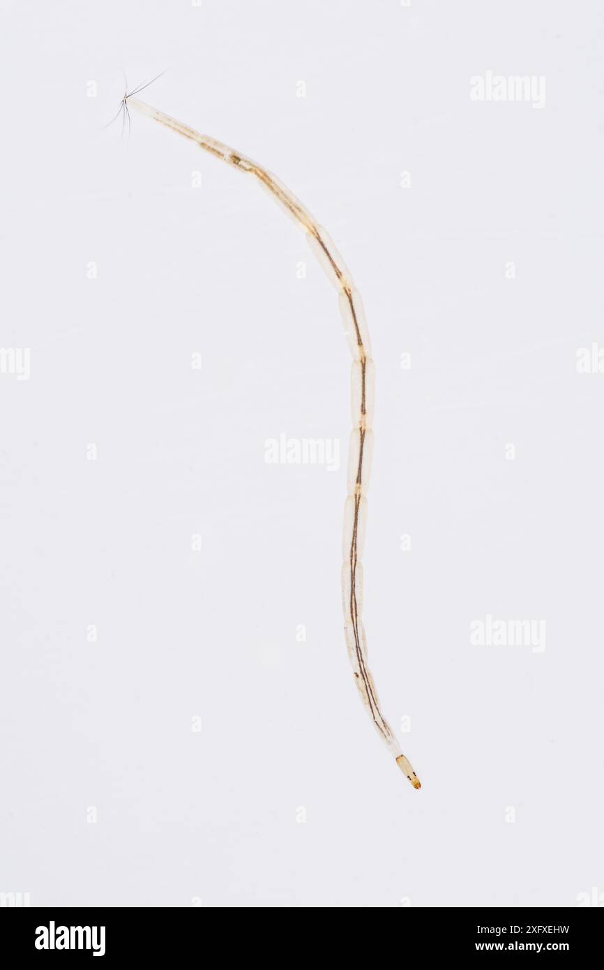 Biting midge larva (Ceratopogonidae), Europe, November, controlled ...