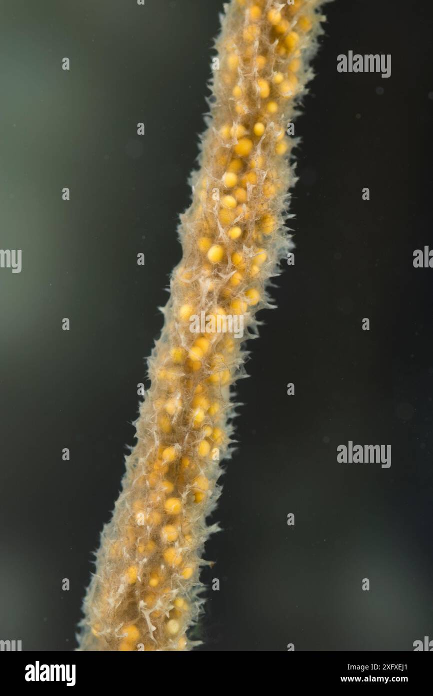 Freshwater sponge (Spongilla lacustris), with visible gemules, gemules ...