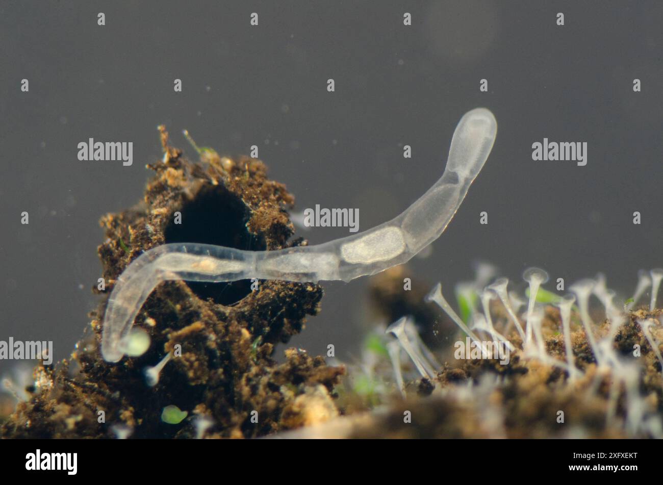 Aquatic oligochaete worm (Chaetogaster sp.), Europe, January ...