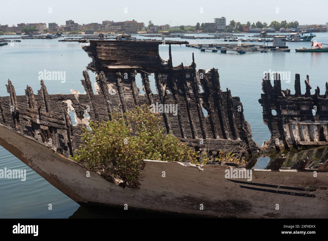 An abandoned burned out hull of a fishing boat with green plants ...