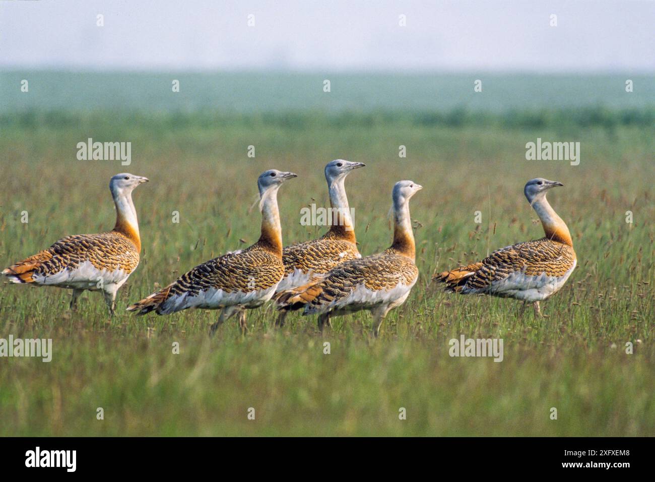 Group of great bustards hi-res stock photography and images - Alamy