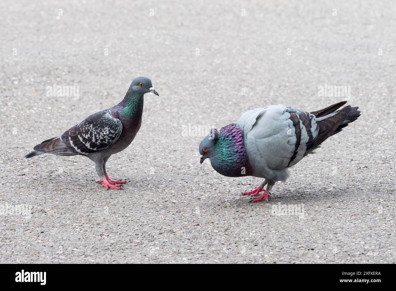 Rock dove (Columba livia) male displaying, Germany. June Stock Photo ...