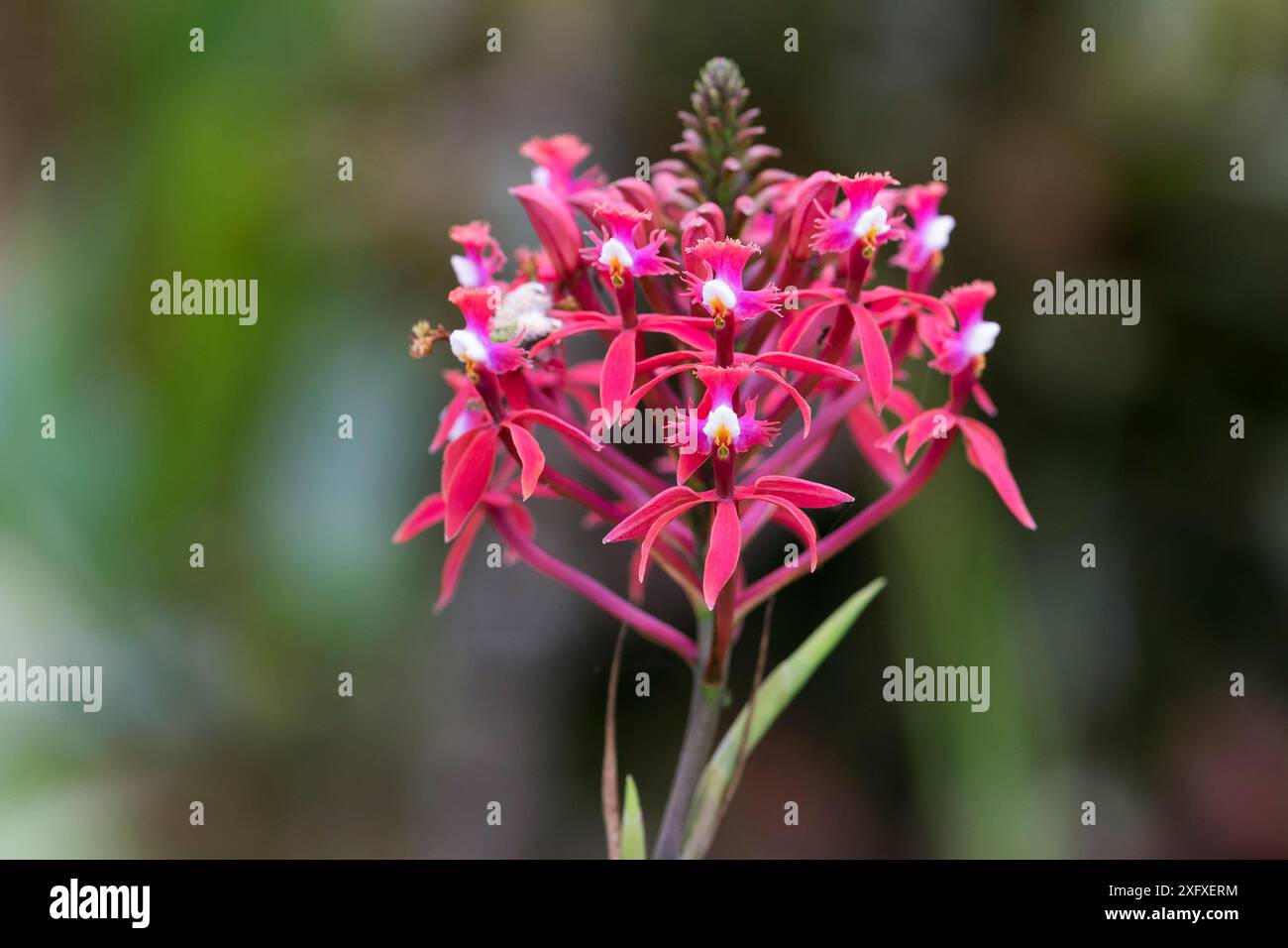 Ecuador rainforest flowers hi-res stock photography and images - Alamy