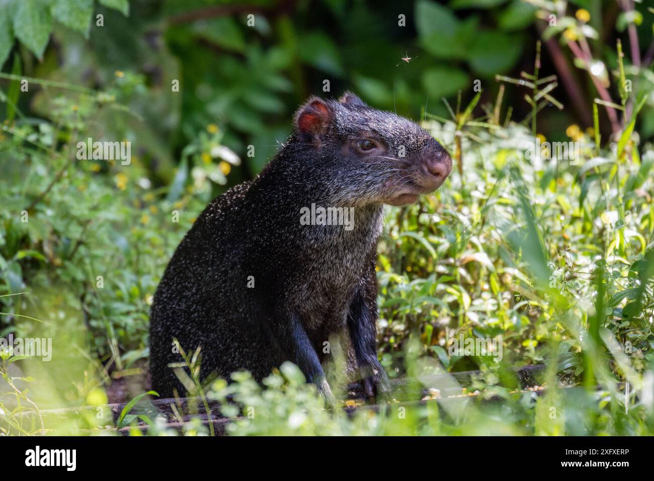 Black agouti (Dasyprocta fuliginosa) tropical rainforest, northern ...