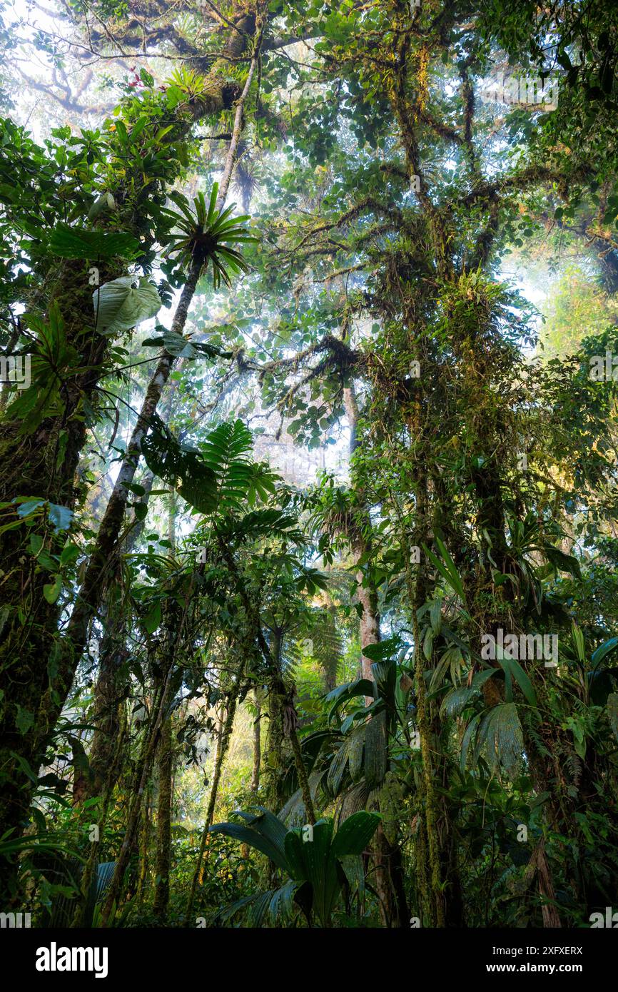 Tropical rainforest, northern Ecuador Stock Photo - Alamy
