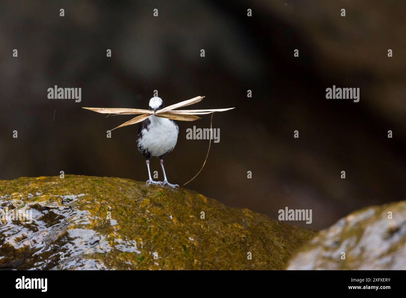 White-capped dipper (Cinclus leucocephalus) with nesting material ...
