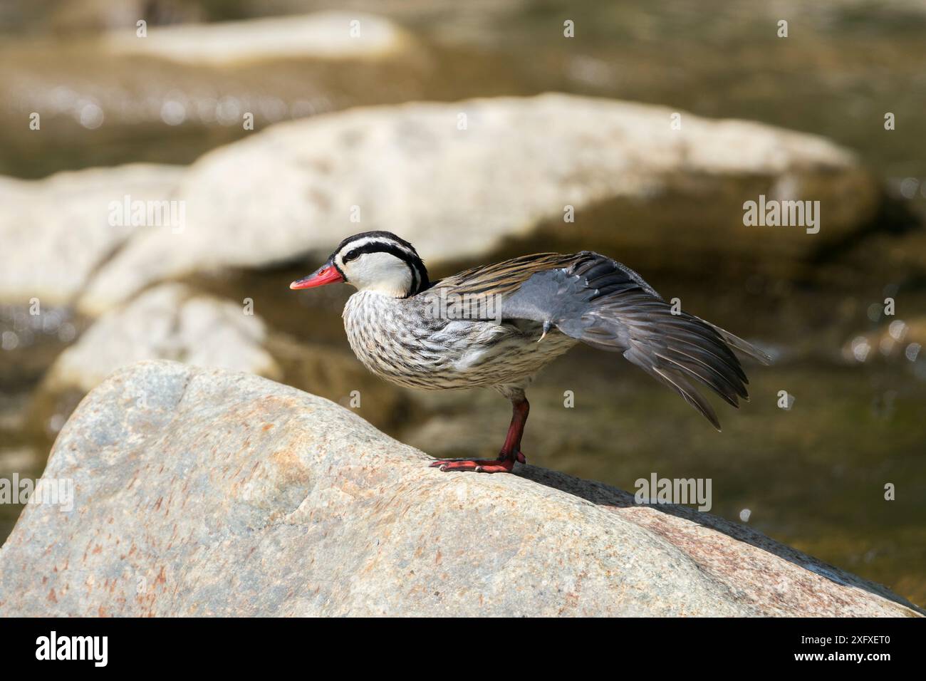 Torrent duck (Merganetta armata) male stretching wing, Ecuador Stock ...
