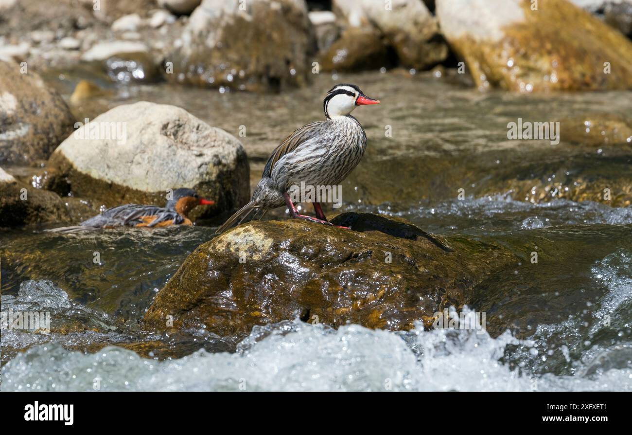Torrent ducks merganetta armata hi-res stock photography and images - Alamy