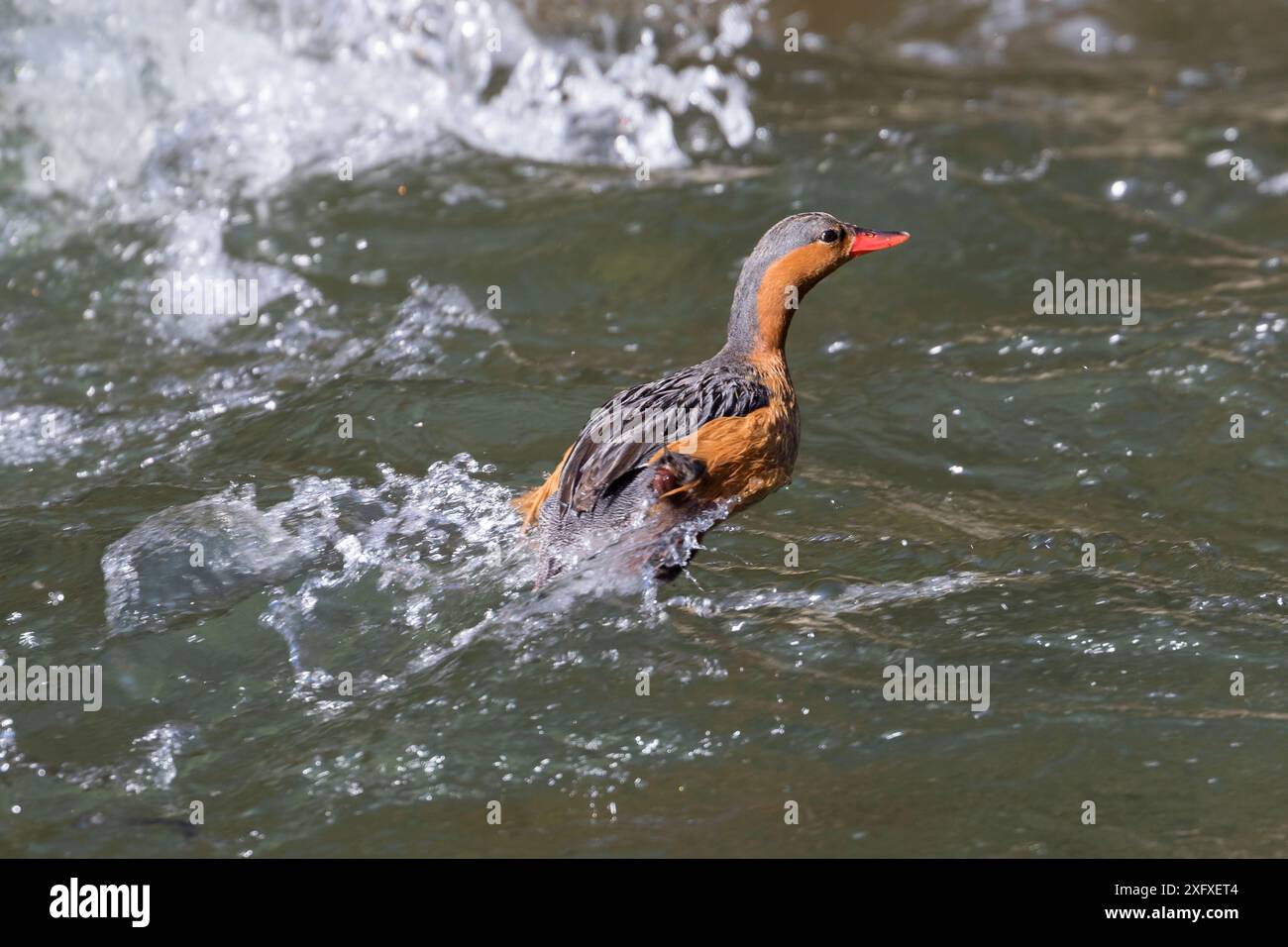 Torrent duck female (Merganetta armata) Ecuador Stock Photo - Alamy