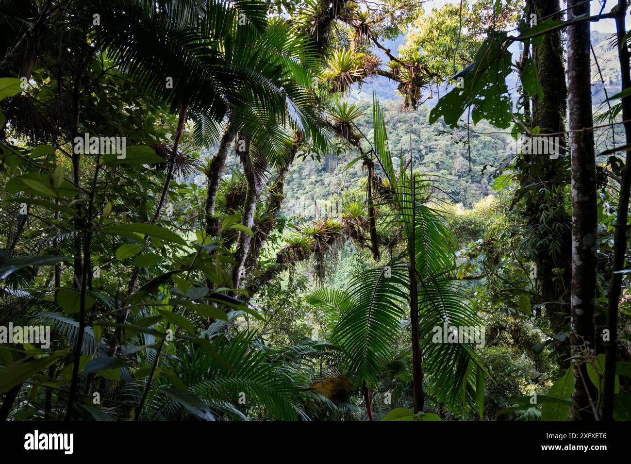 Tropical rainforest at the western slopes of the Ecuadorian Andes ...