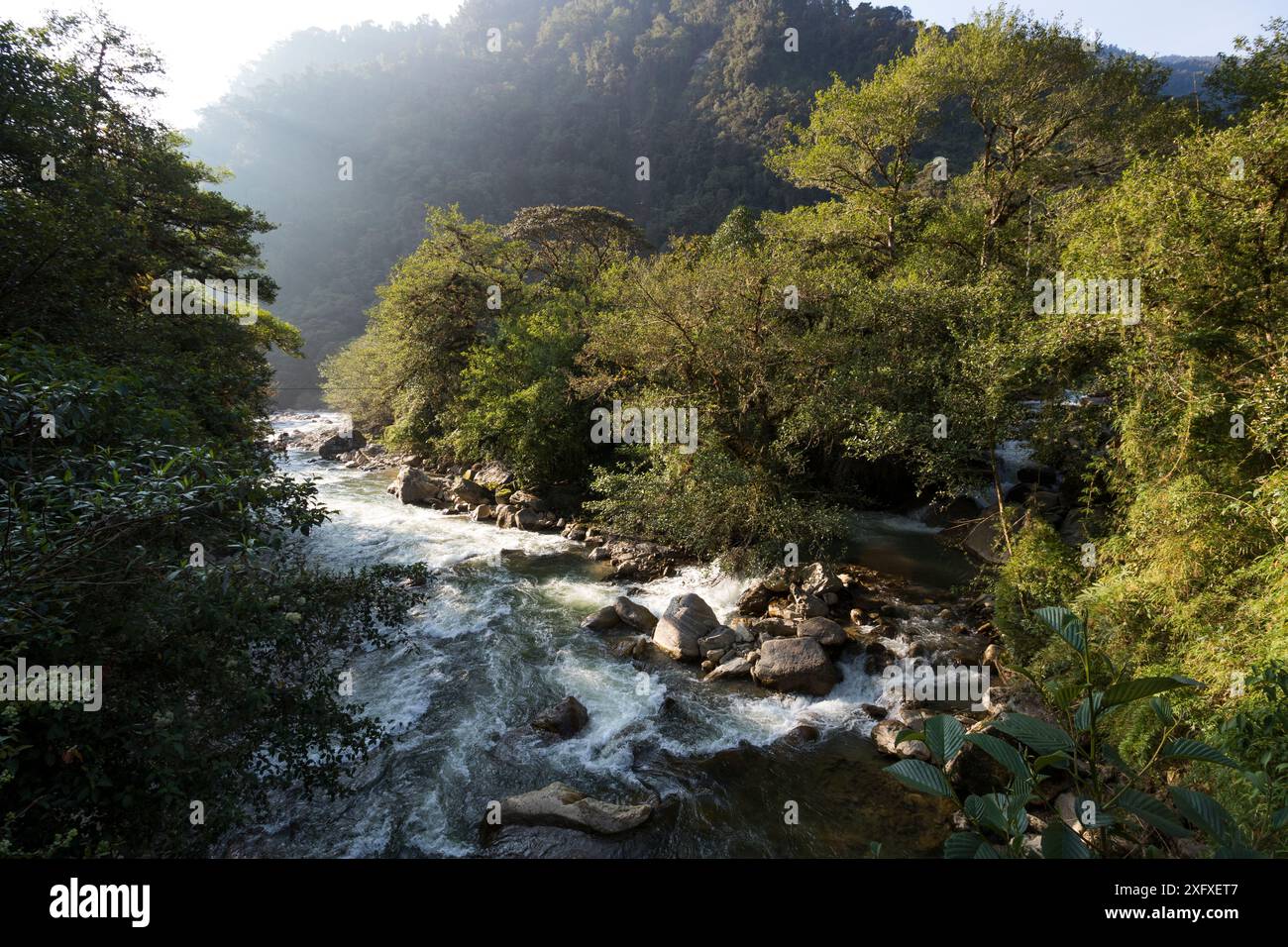Tropical rainforest, Rio Papallacta, northern Ecuador Stock Photo - Alamy