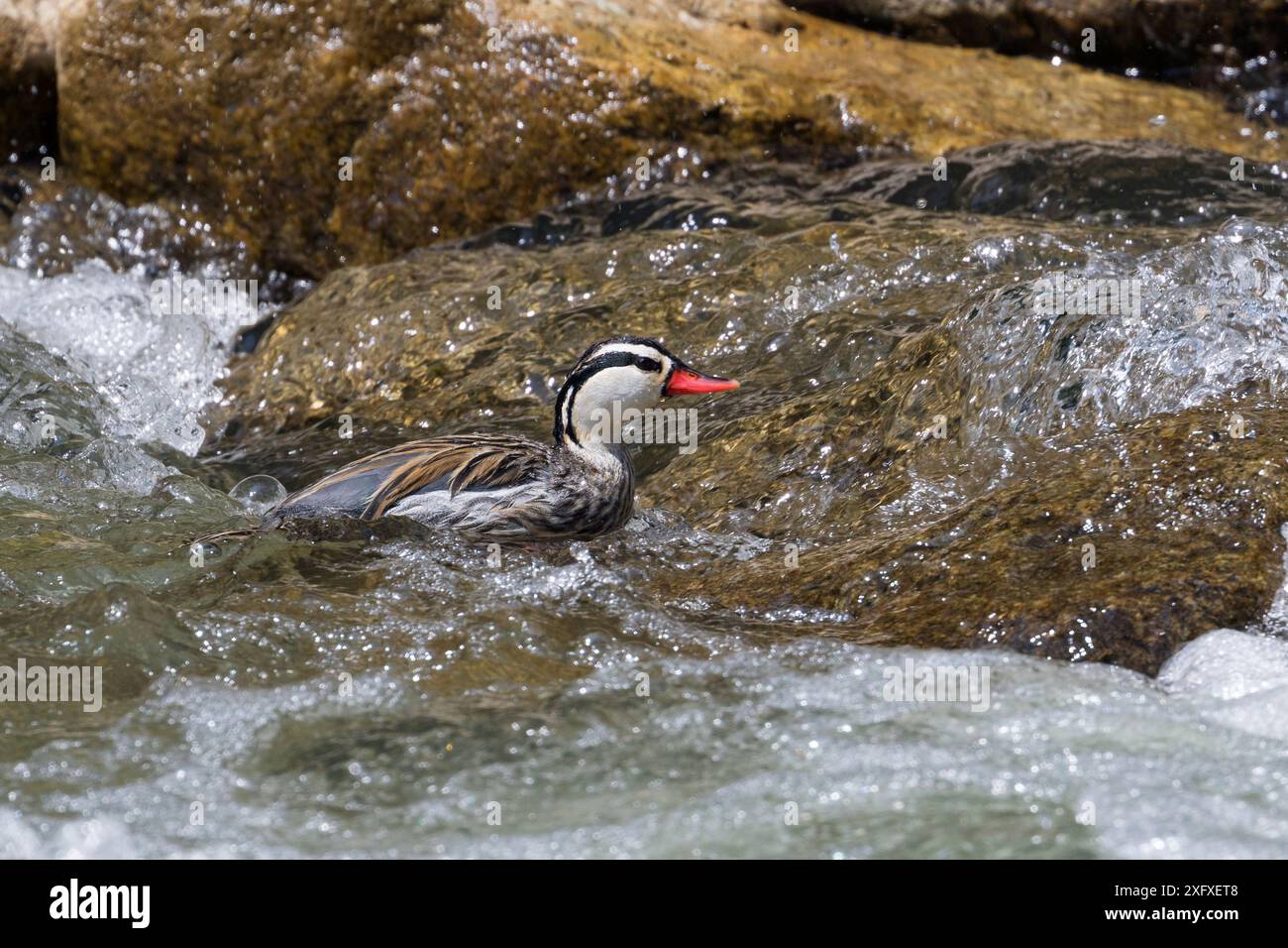 Torrent Duck male, (Merganetta armata) Ecuador Stock Photo - Alamy