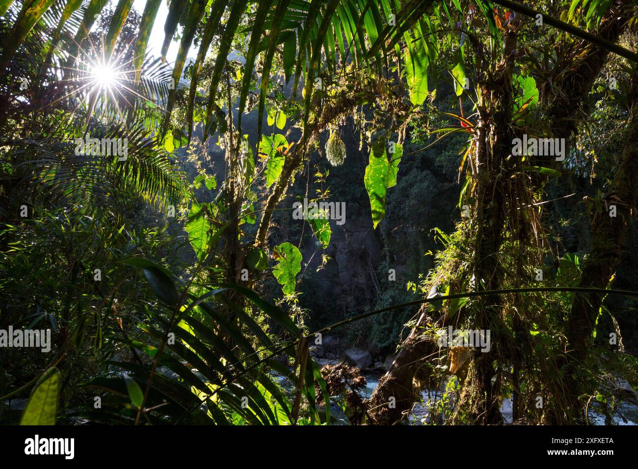 Tropical rainforest at the western slopes of the Ecuadorian Andes ...