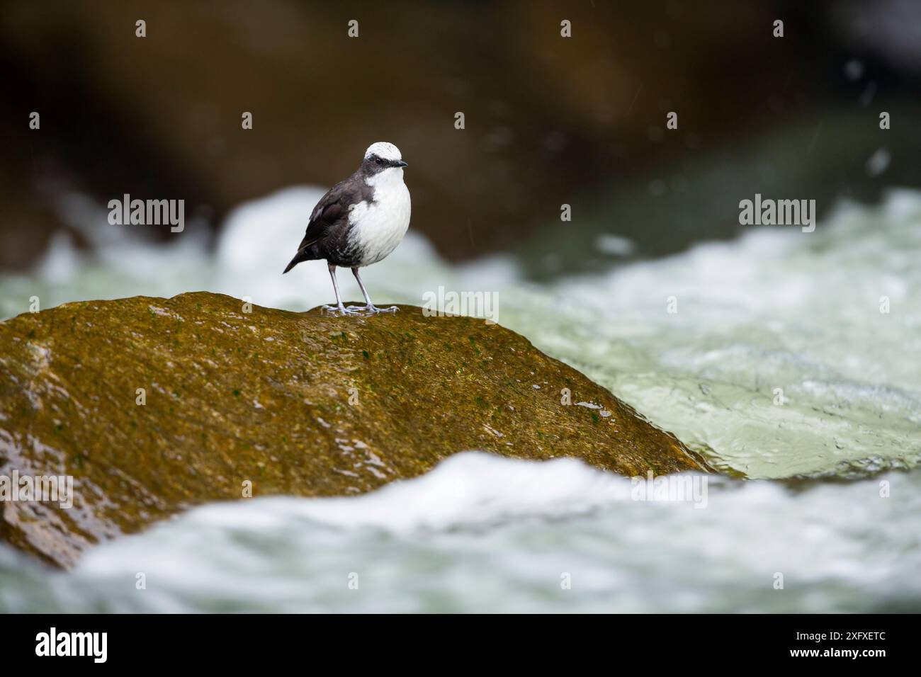 White-capped dipper (Cinclus leucocephalus) rainforest, North Ecuador ...