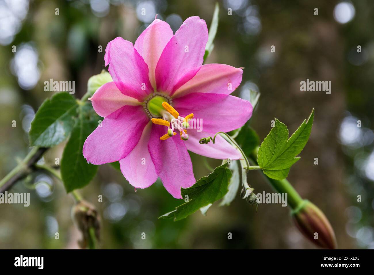 Passion flower (Passiflora mixta) tropical rainforest, northern Ecuador ...