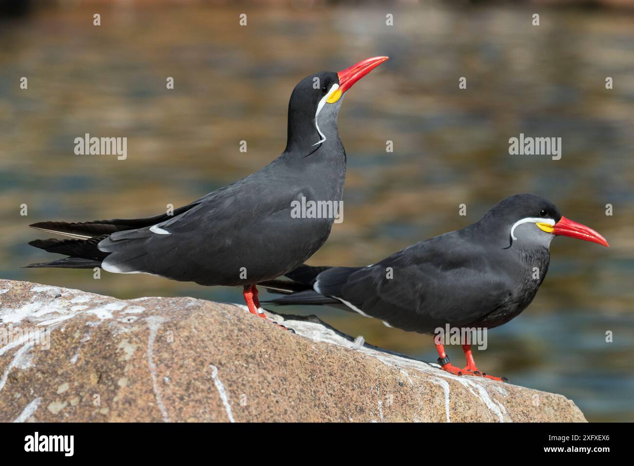 Inca terns (Larosterna inca) South America, captive Stock Photo - Alamy