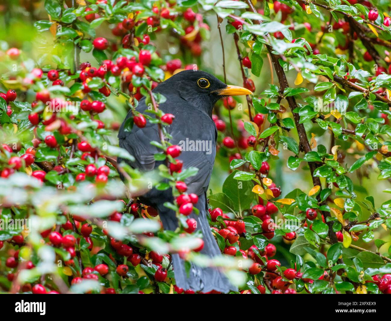 Black bird (Turdus merula) male in autumn in garden, Bavaria, Germany ...