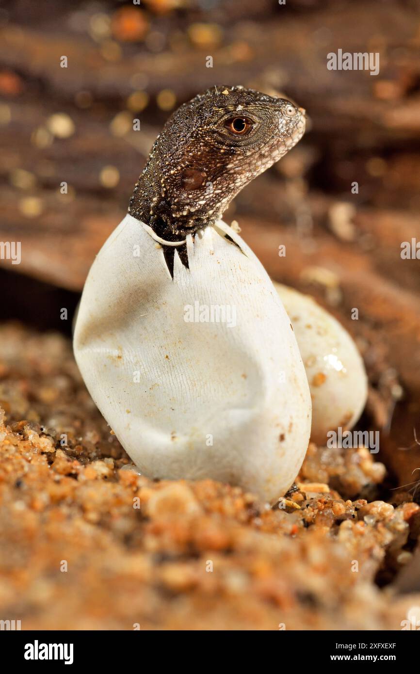 Australian water dragon (Intellagama lesueurii) hatching from egg ...