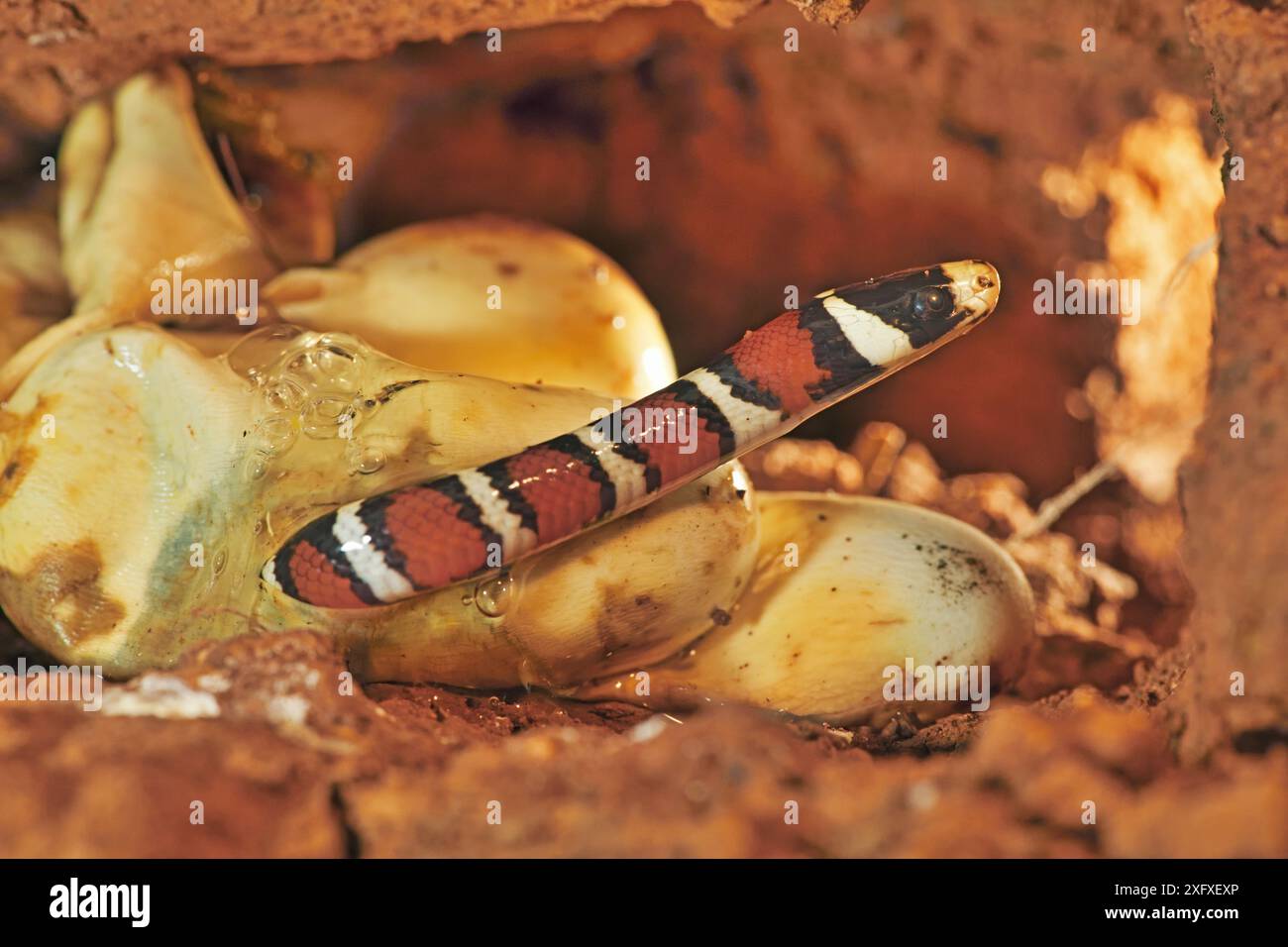 Mountain kingsnake (Lampropeltis pyromelana) hatching from egg, captive ...