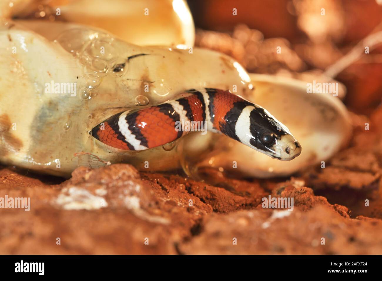 Mountain kingsnake (Lampropeltis pyromelana) hatching from egg, captive ...