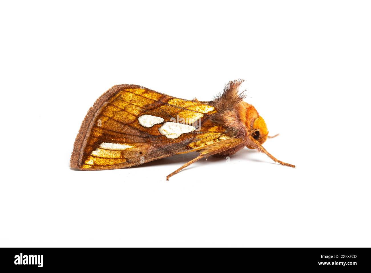 Gold spot moth Cut Out Stock Images & Pictures - Alamy