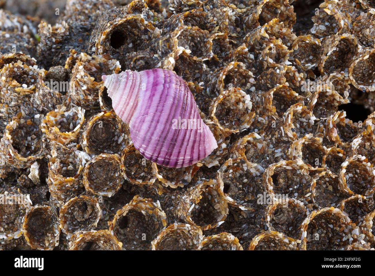 Rare purple form of Dog whelk (Nucella lapillus) resting on a colony of ...