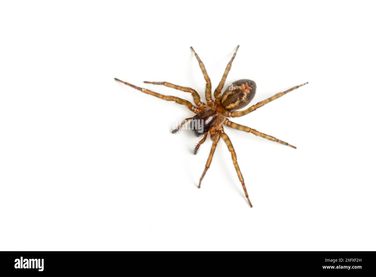 Animal dwellings hi-res stock photography and images - Alamy