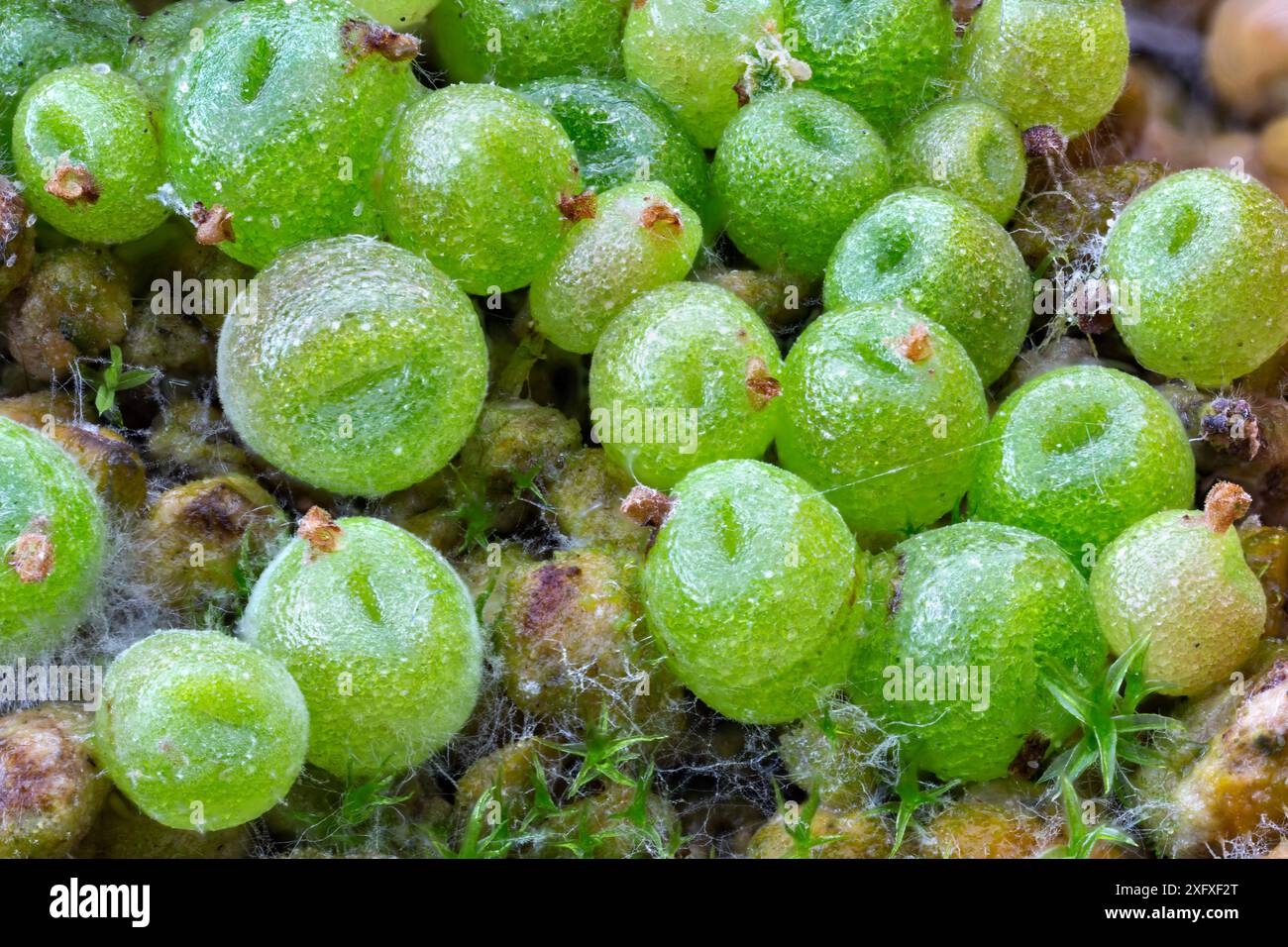 Seedling cone plants (Conophytum subfenestratum), approximately two ...