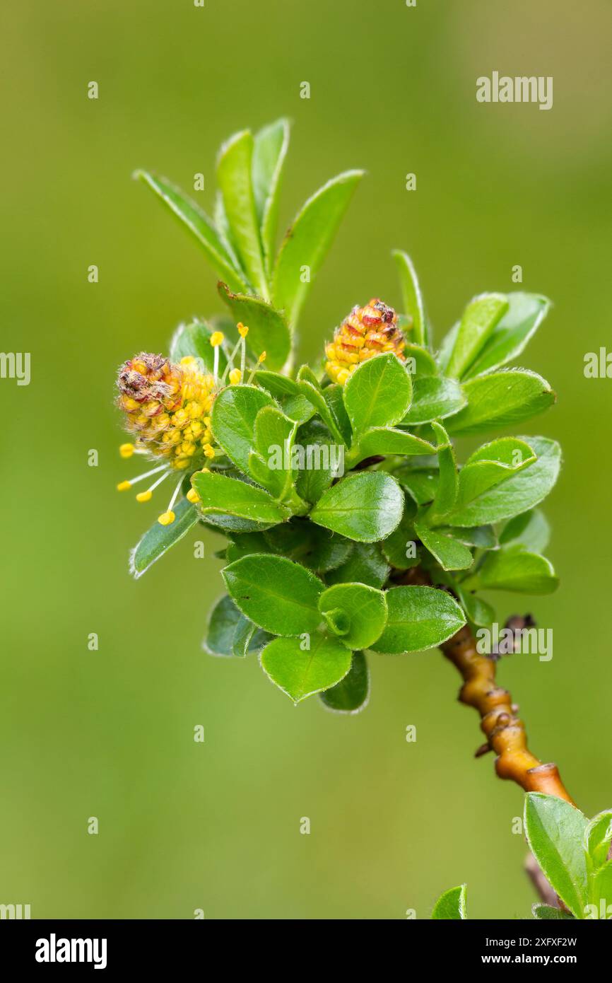 Mountain willow (Salix arbuscula) male catkins. Cultivated plant Stock ...