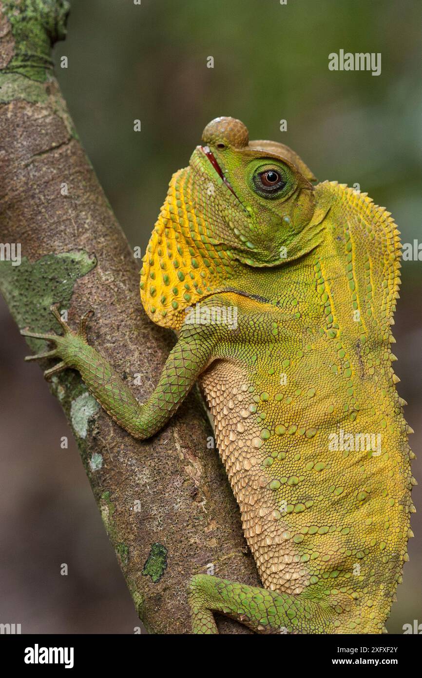 Lyriocephalus hi-res stock photography and images - Alamy