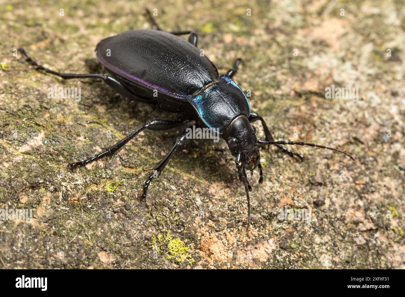 Violet ground beetle (Carabus violaceus) a predatory carabid beetle ...