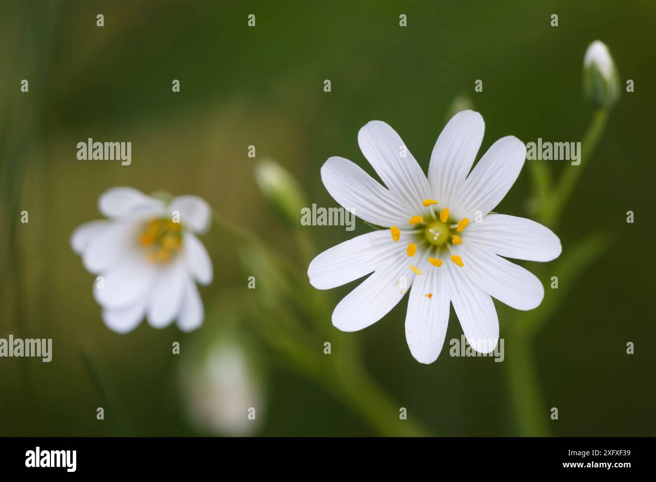 Stellaria holostea seed hi-res stock photography and images - Alamy