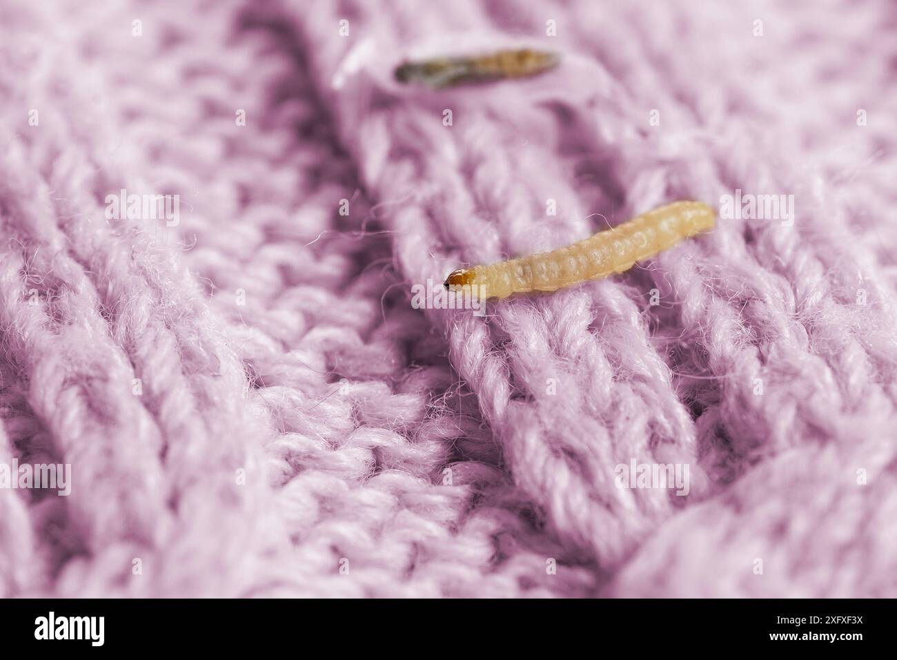 Moth larvae clothes hi-res stock photography and images - Alamy