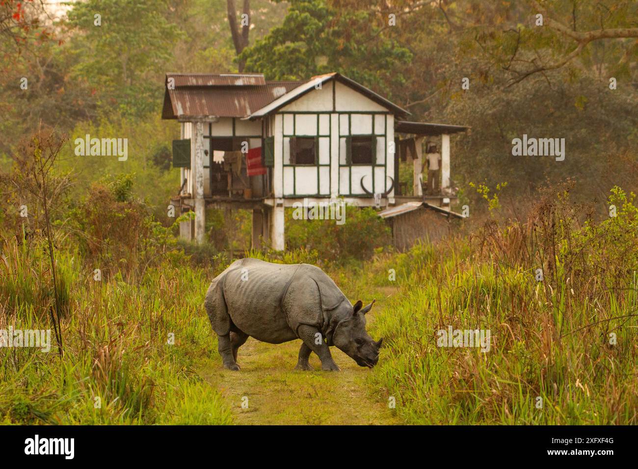 Indian rhinoceros (Rhinoceros unicornis) grazing in front of anti ...