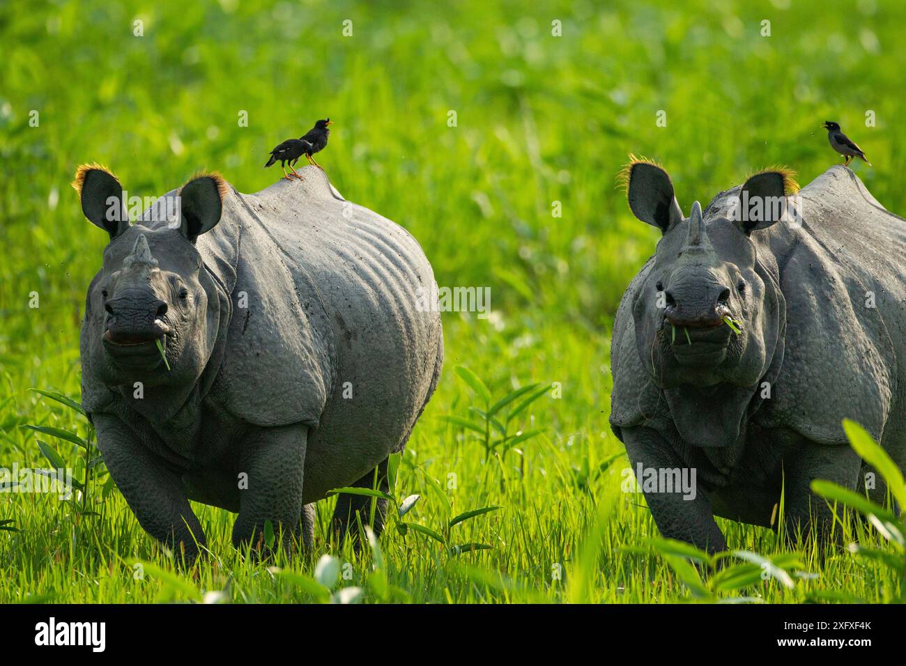 Indian rhinoceros (Rhinoceros unicornis) two with birds on back ...
