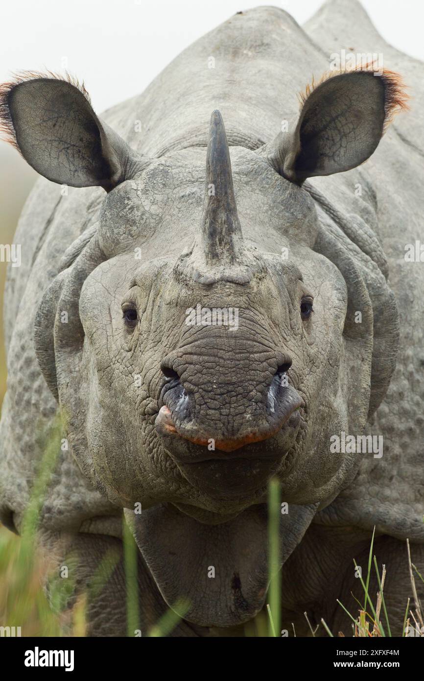 Indian / Asian one-horned rhinoceros (Rhinoceros unicornis) head on ...