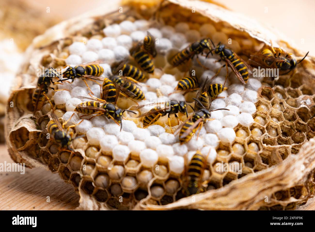 Yellow Vespula vulgaris wasps swarming in honeycomb, caring for offspring, Wasp nest close-up ...