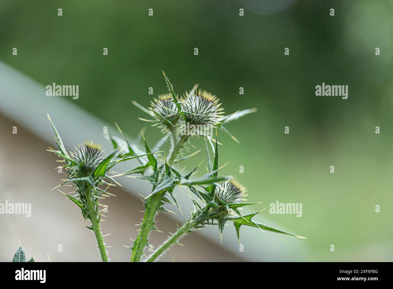 Thistle leaves hi-res stock photography and images - Alamy