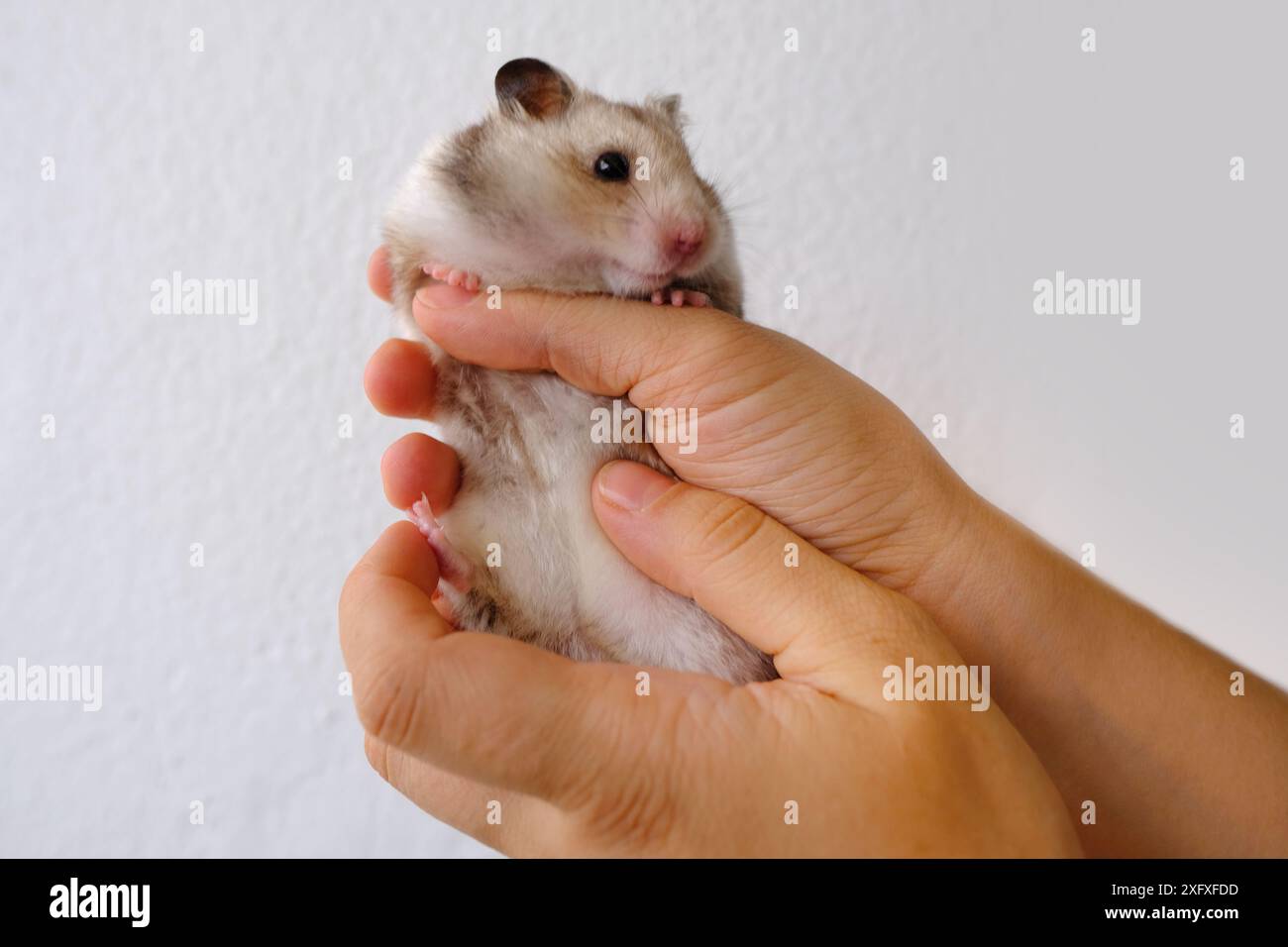 Big cheek pouches hi-res stock photography and images - Alamy