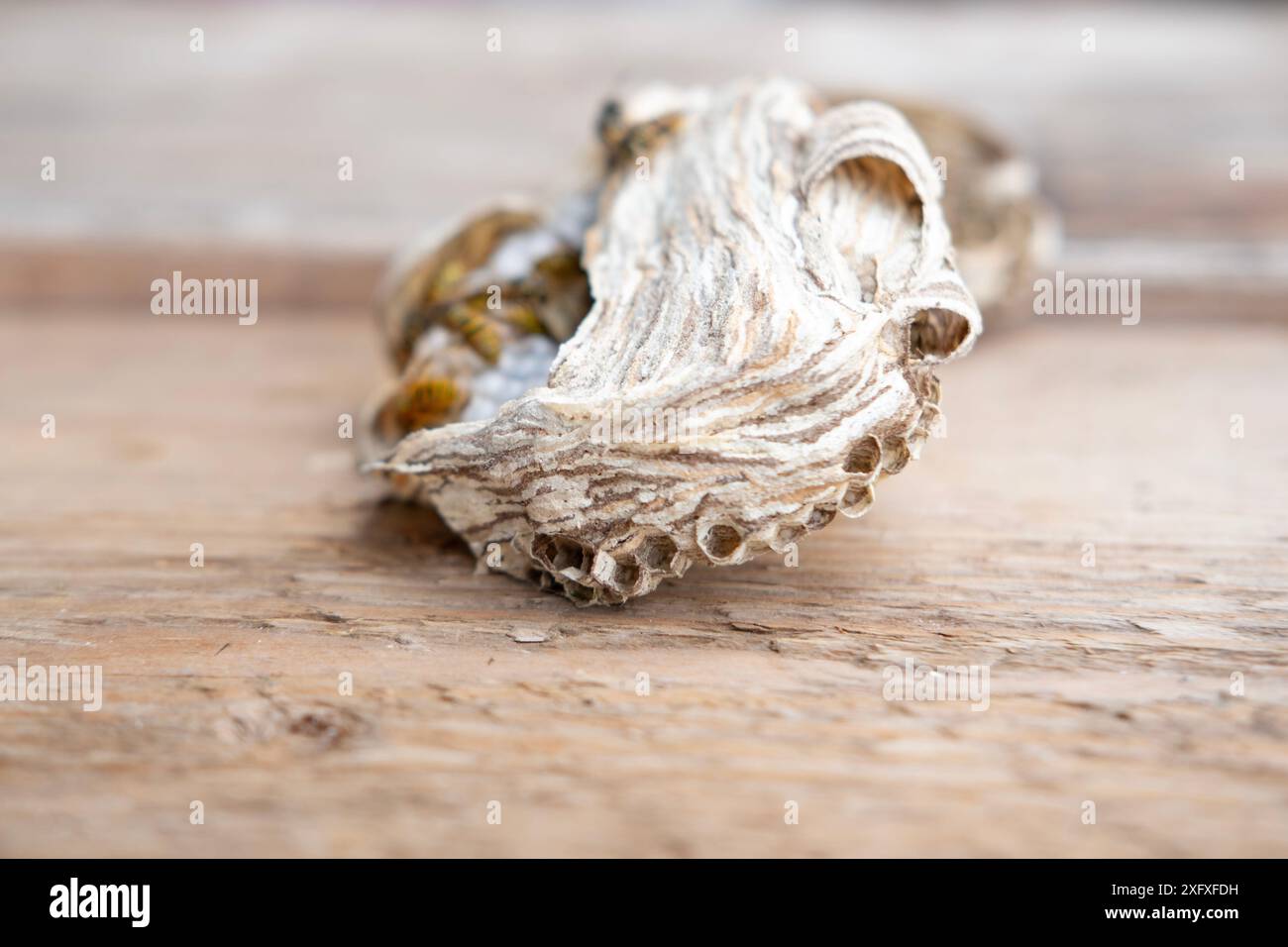 swarm Vespula vulgaris wasps in honeycomb, posing safety hazard to ...