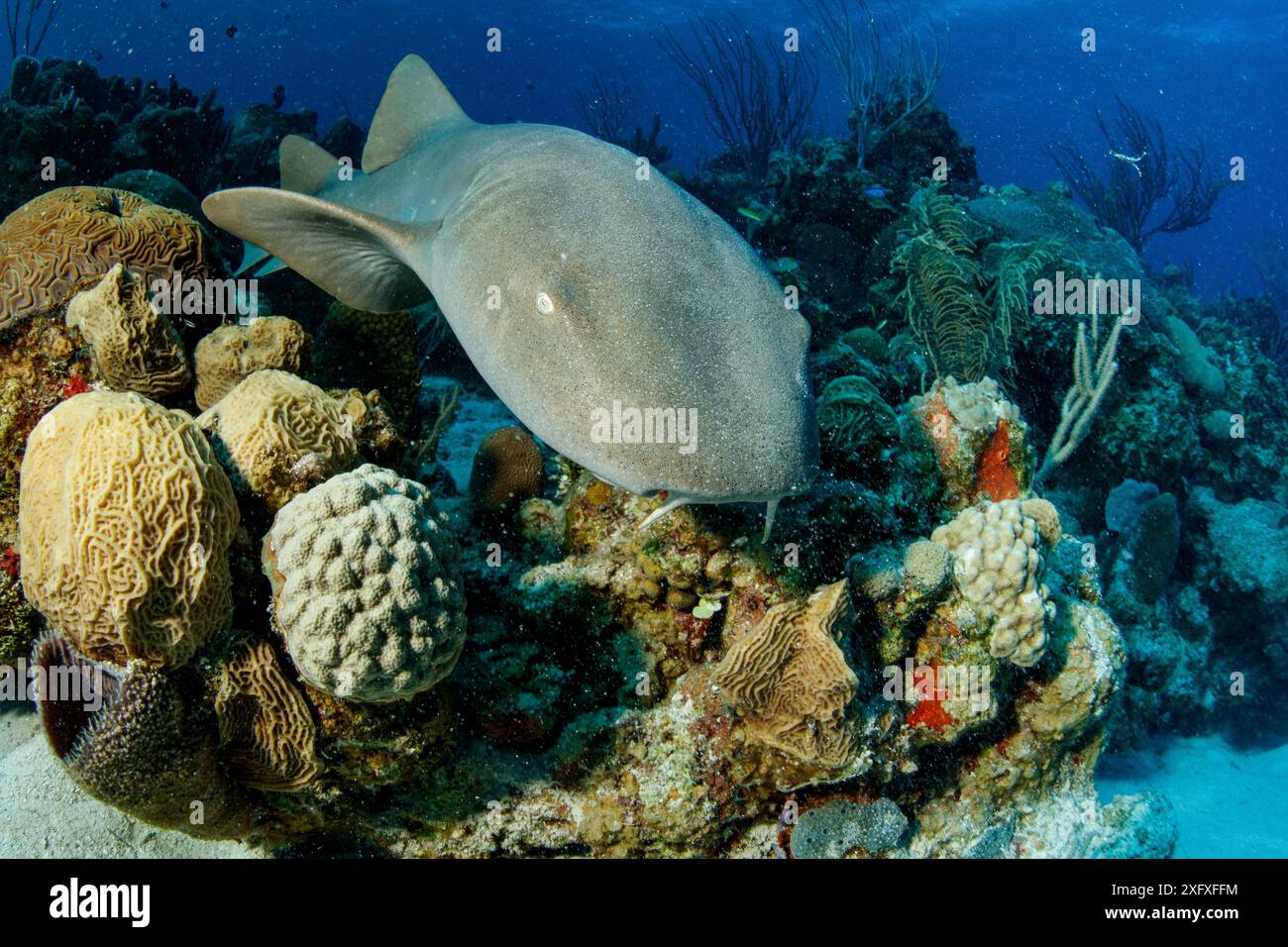 Nurse shark (Ginglymostoma cirratum) swimming over reef. Chinchorro ...