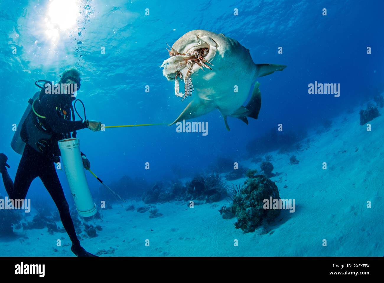 Nurse shark (Ginglymostoma cirratum) stealing fish from diver ...