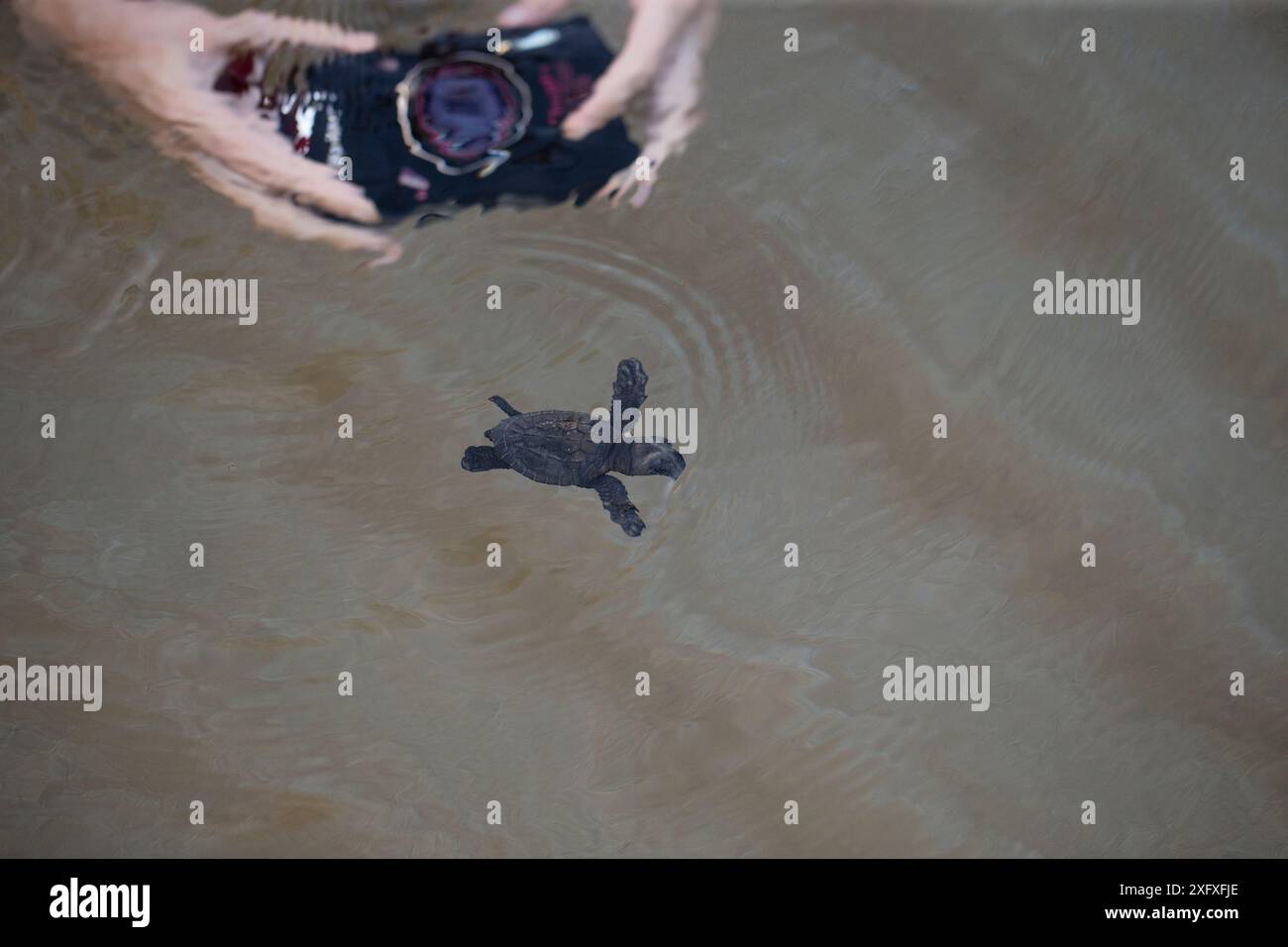 Loggerhead sea Turtle (Caretta caretta) hatchling with underwater ...